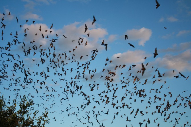Bats in Tucson | Pima County Public Library