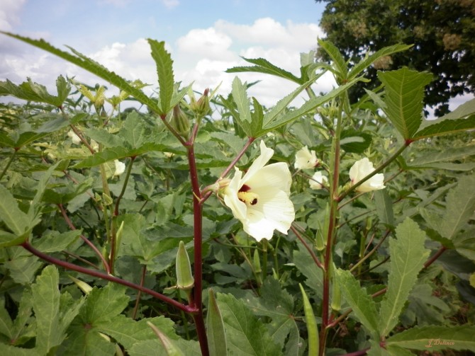 Tales of a Novice Gardener: A Librarian Grows Okra from Seed | Pima ...
