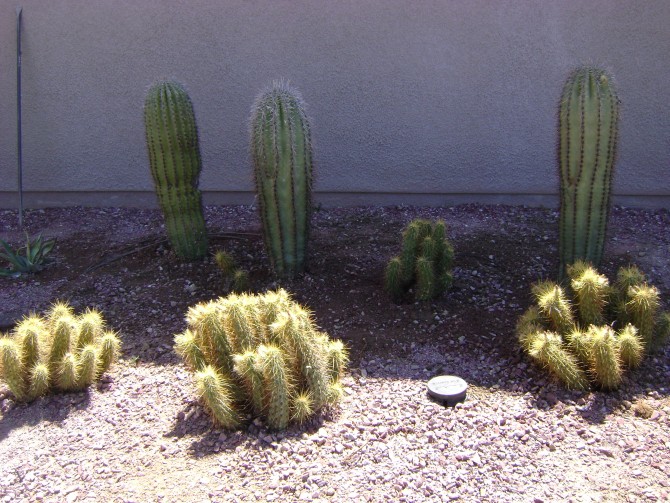 Tucson Cactus and Succulent Society gives Wheeler Taft Abbett, Sr ...