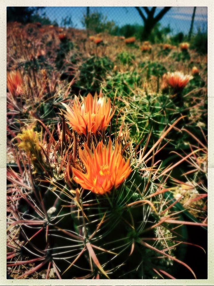 Pima County is Native Plant Lovin’! | Pima County Public Library