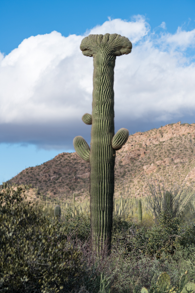 Crested or Cristate Saguaros | Pima County Public Library