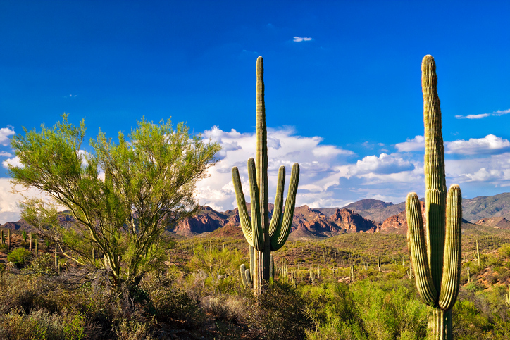 Desert—Tucson | Pima County Public Library