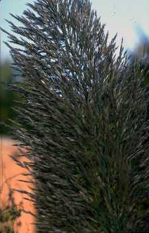 Giant Reed | Pima County Public Library