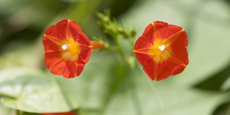 Morning Glory, Native | Pima County Public Library | BiblioCommons