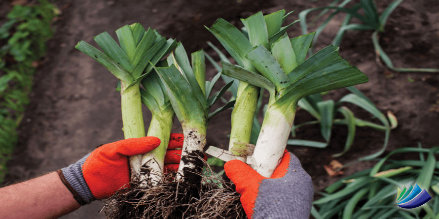 Leek | Pima County Public Library | BiblioCommons